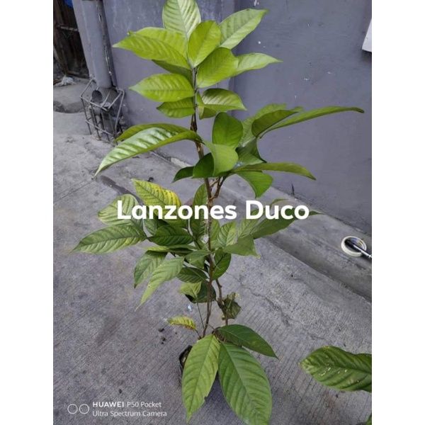 Live Plant Grafted Plant Marcoted Plant Lanzones Tree Lansones Duco ...