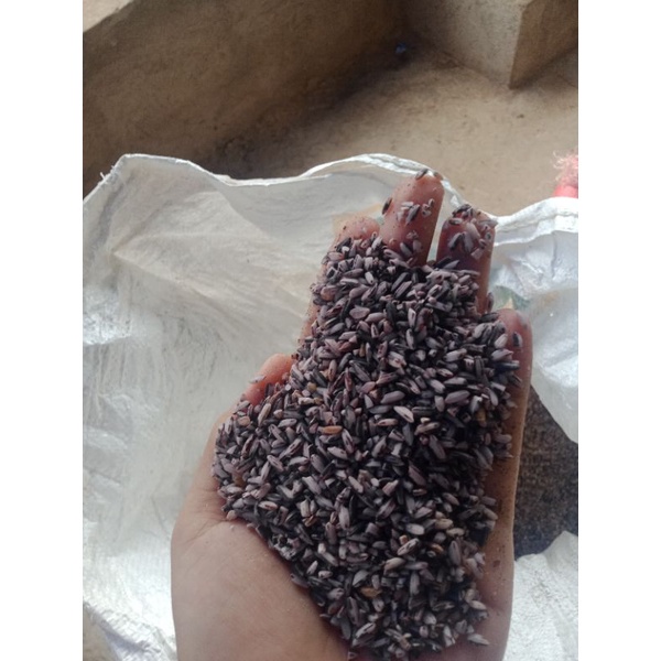 ☒☁Masbate Glutinous Rice/Tapol (1kg) | Shopee Philippines