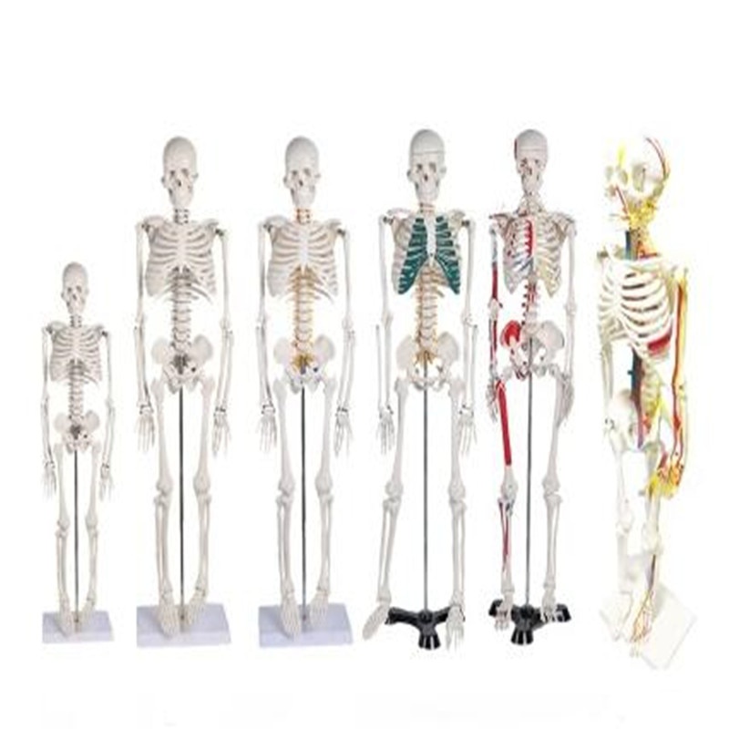 Human Skeletal Model With Removable Muscles Spine 1: 1 Medical Whole ...