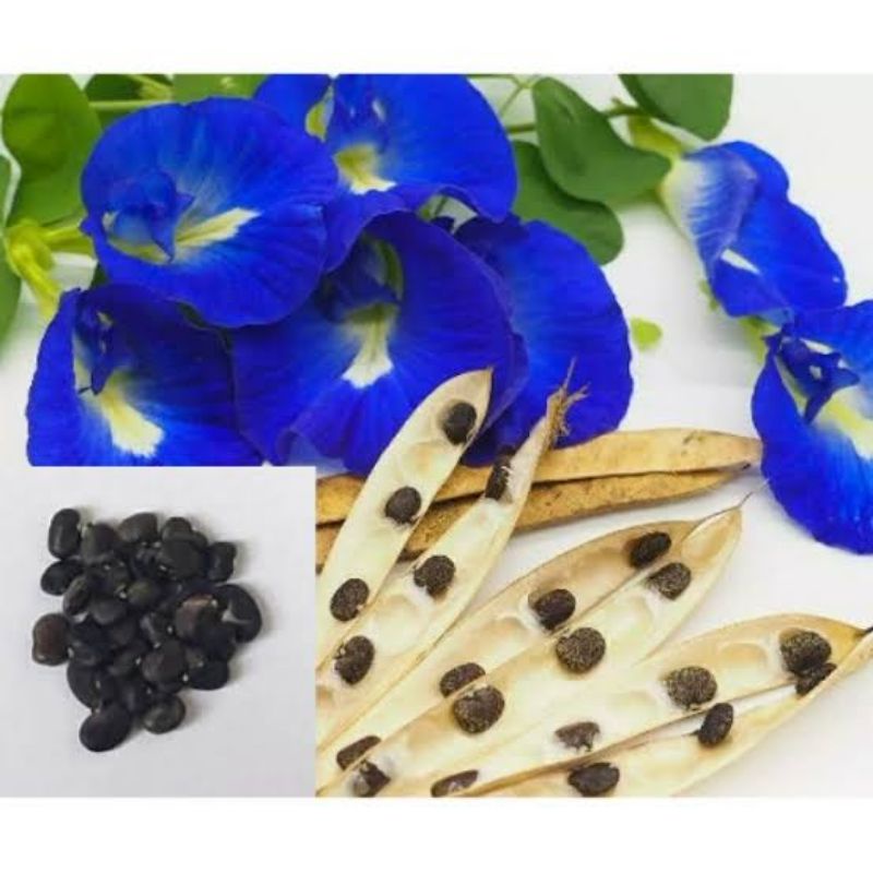 Blue Ternate Seeds / Blue Butterfly pea ( 10 Seeds ) | Shopee Philippines