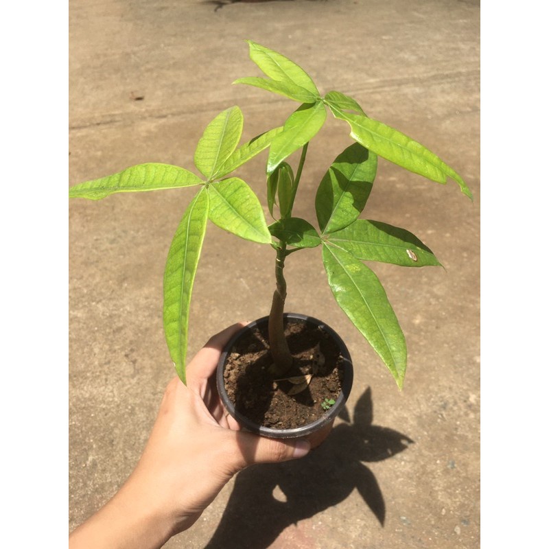 Pachira Aquatica Money Tree | Shopee Philippines