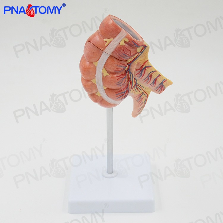 Simulation of human caecum and appendix anatomical model intestinal ...