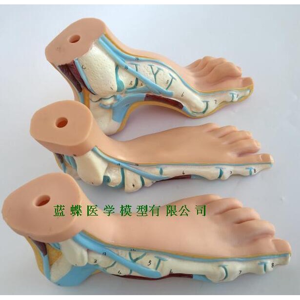 Foot model human foot palm muscle model arch foot model foot anatomy ...