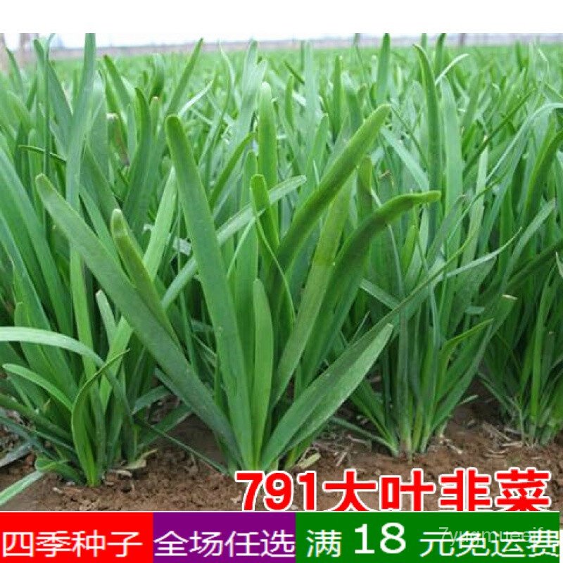 Vegetable Planting Balcony Pot Field Cultivation Purple Root Leek White ...