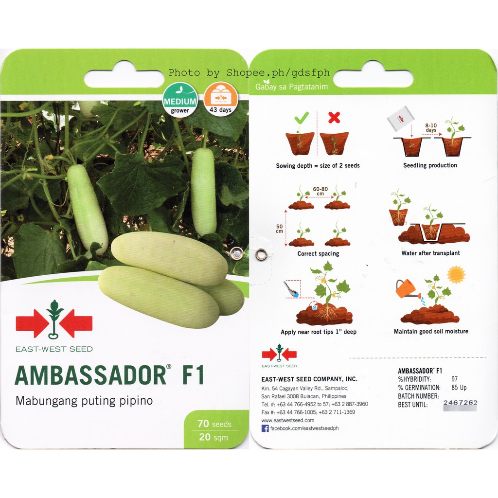 East-West Seed Pipino Variety 70 seeds (Original Pack) | Shopee Philippines