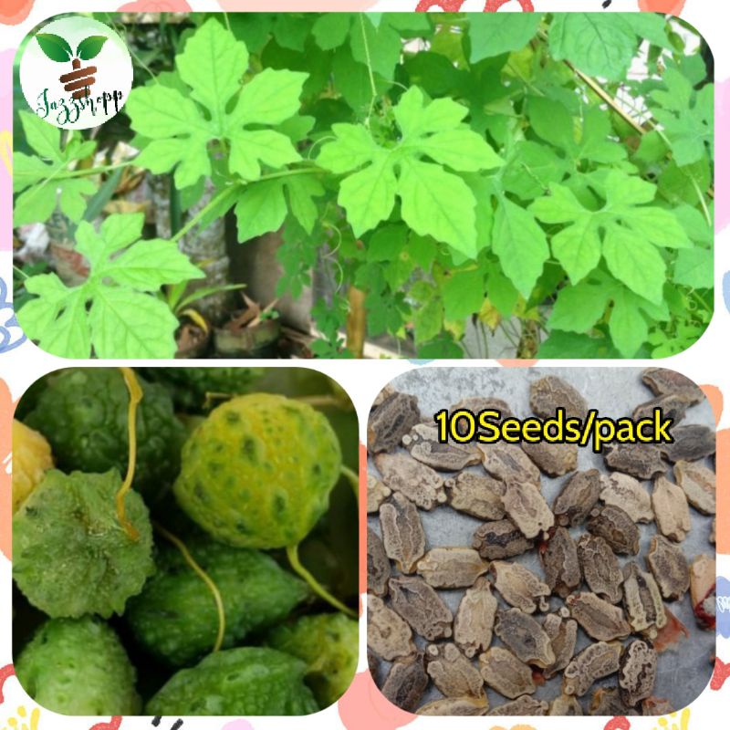 Ampalayang ligaw / Wild bitter/bitter gourd Seeds/ligaw na ampalaya ...