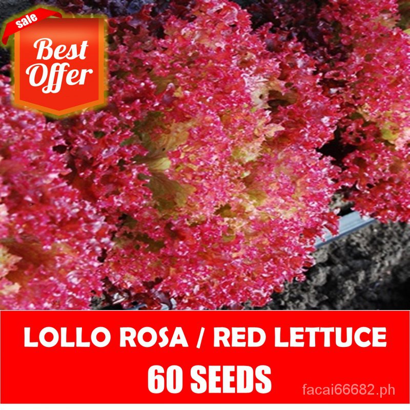 Lollo Rosa Seeds - Red Lettuce Seeds Celery/Mother and Baby/Sunflower ...
