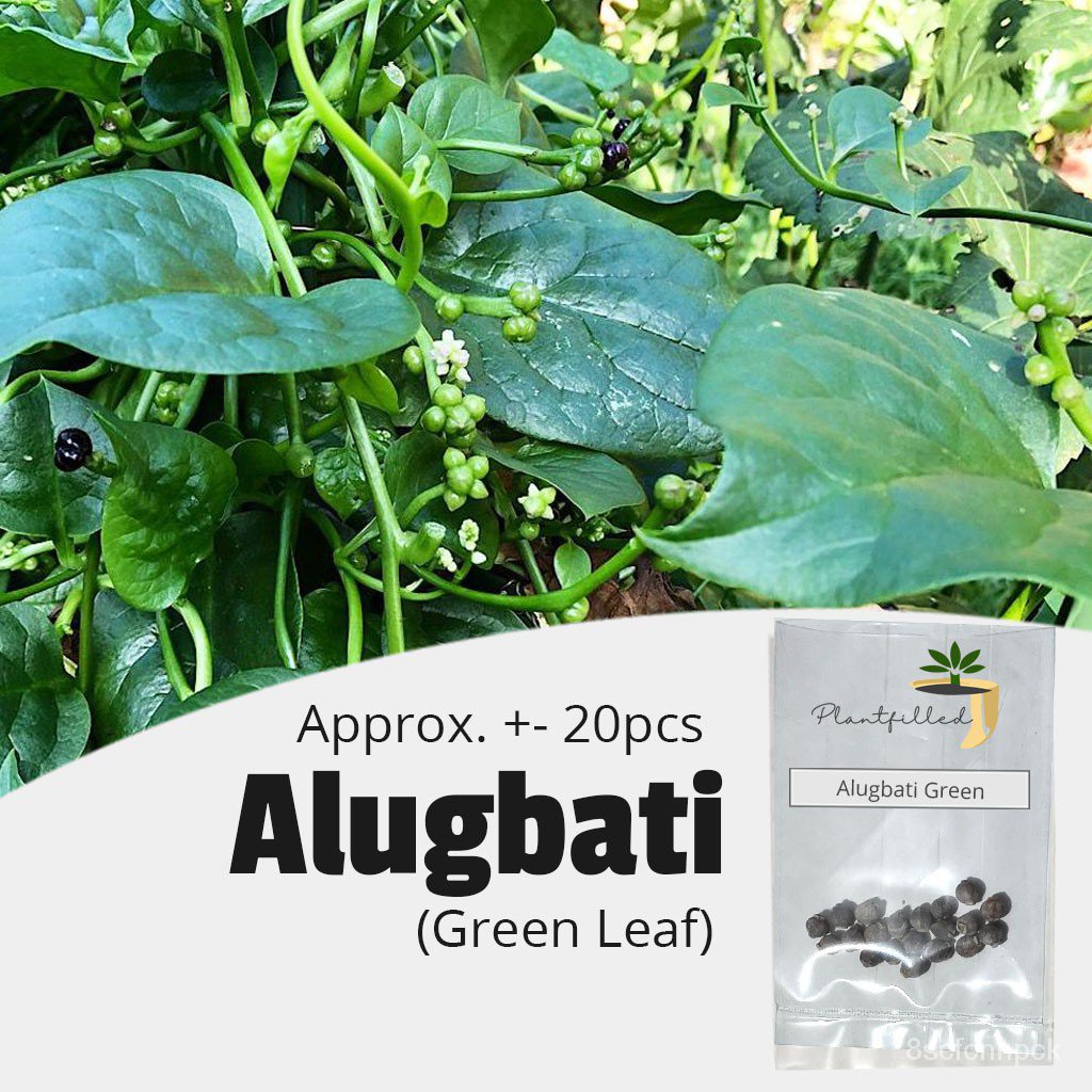 High germination rate [Plantfilled] Alugbati Green Leaf Malabar Spinach ...