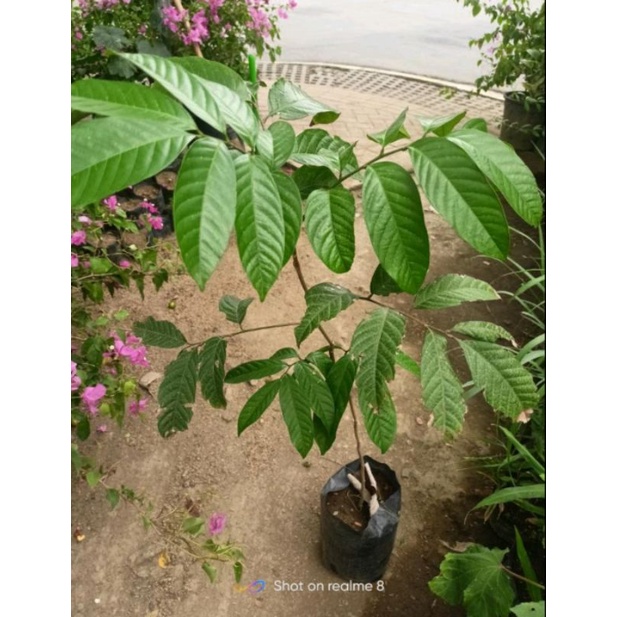 Live Plant Grafted Plant Marcoted Plant Lanzones Tree Lansones Longkong ...