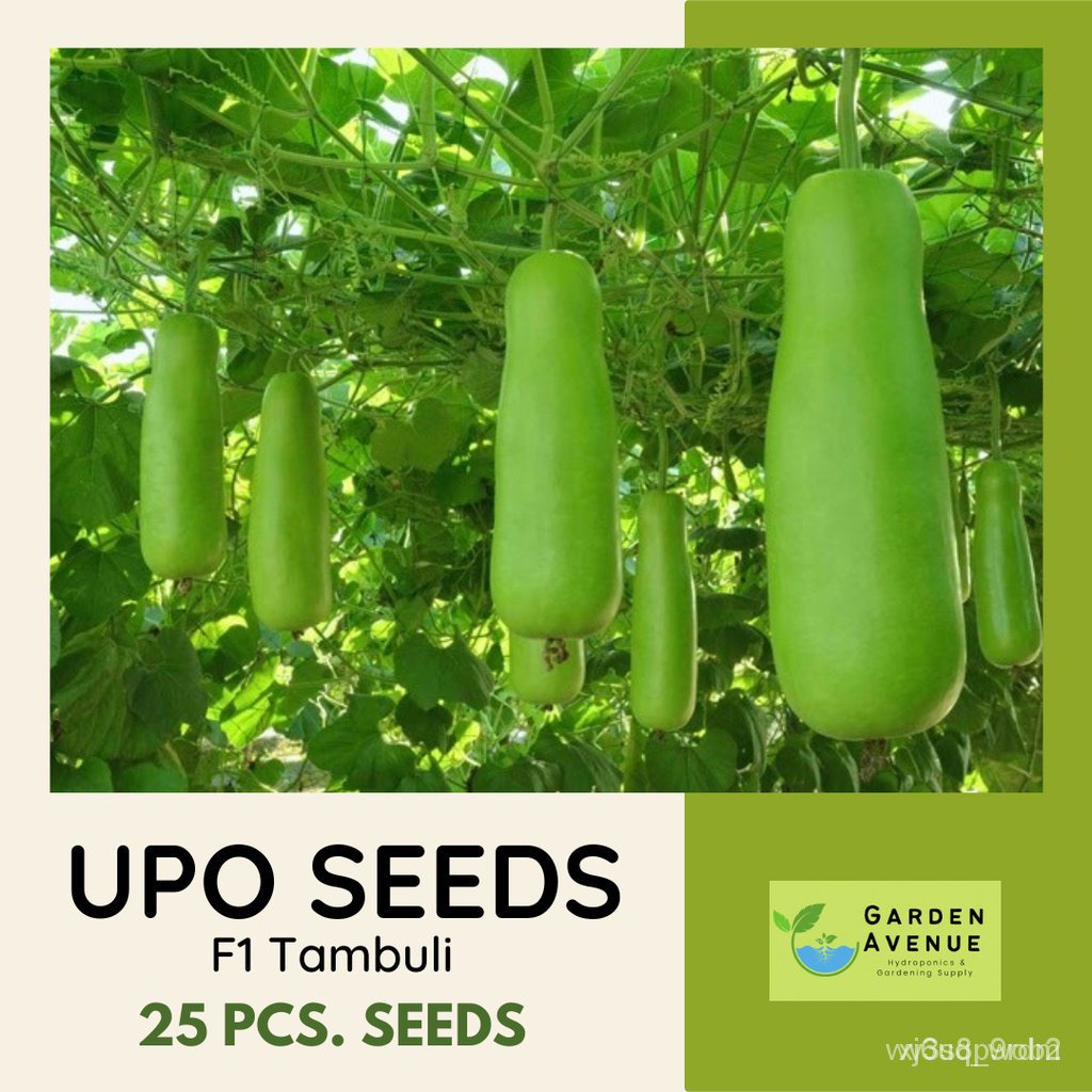 2023f1 upo Tambuli (25PCs seeds) Super long/bottle gourd/high ...