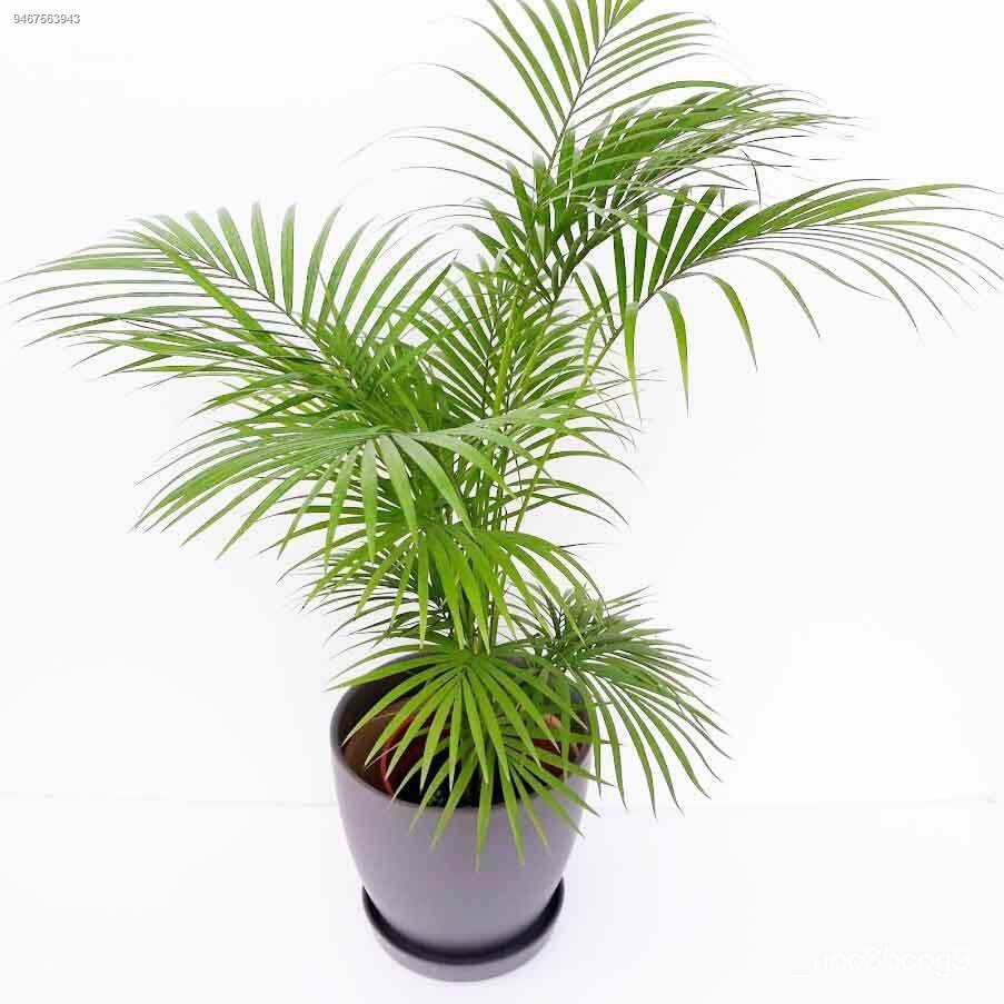 №BLS REAL LIVE INDOOR PLANT JAVA PALM WITH POLYBAG INDOOR PLANT园艺/生菜/上衣 ...
