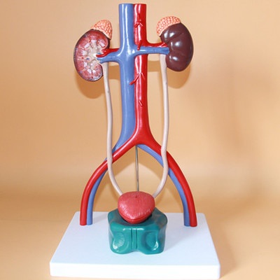 human body Urinary System model ureter Urinary bladder model 23*18*38CM ...