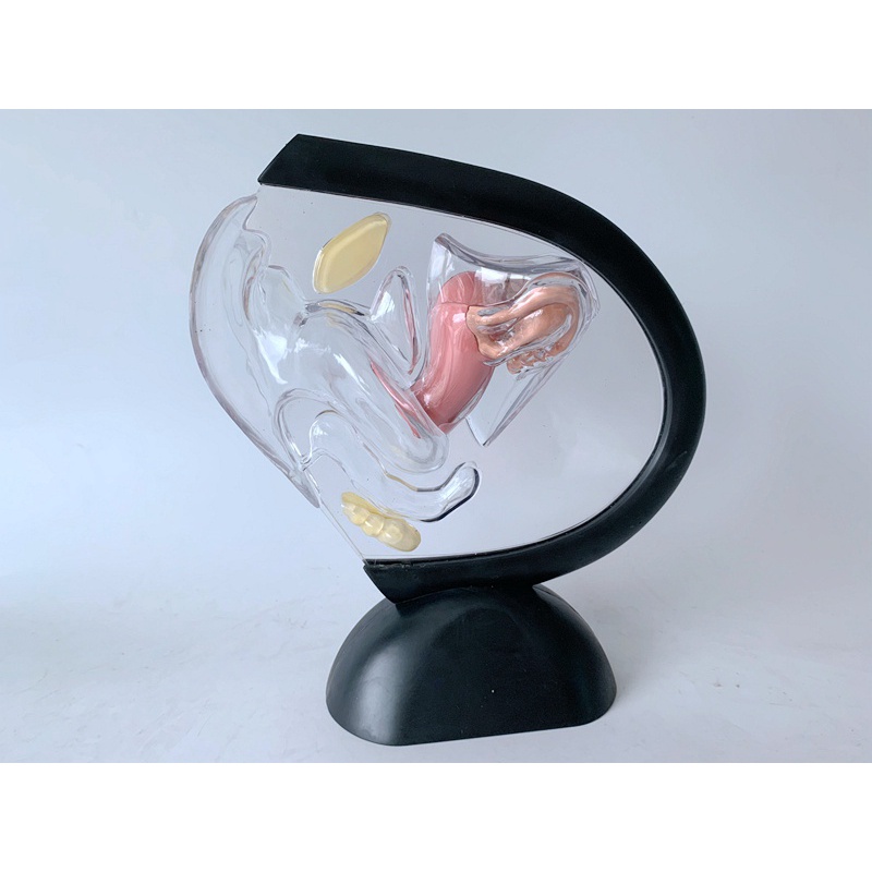 transparent uterus model Visual Female Reproductive Anatomy Model ...