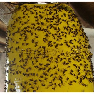 ♣Banzai Mouse trap Fly trap Pest trap sticky paper trap 2pcs. | Shopee ...