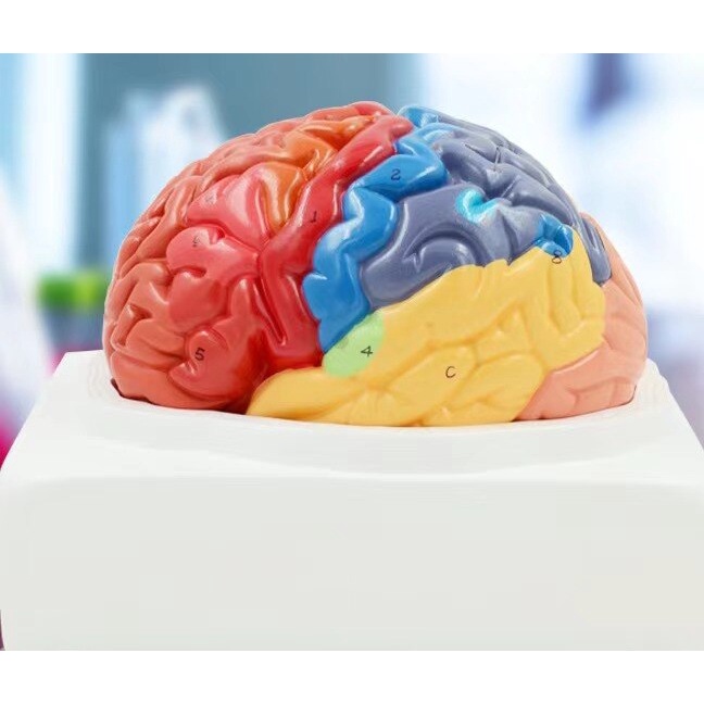 Human Anatomical Anatomy Model Two Parts Multi-Color Medical Plastic ...