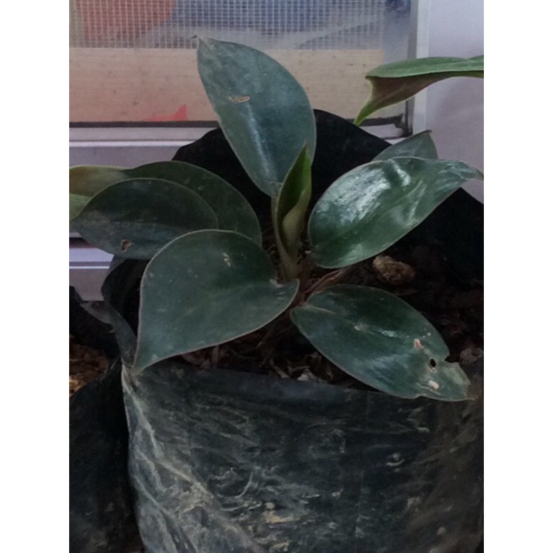 dwarf red congo philodendron(juvenile size) -For luzon and visayas ...