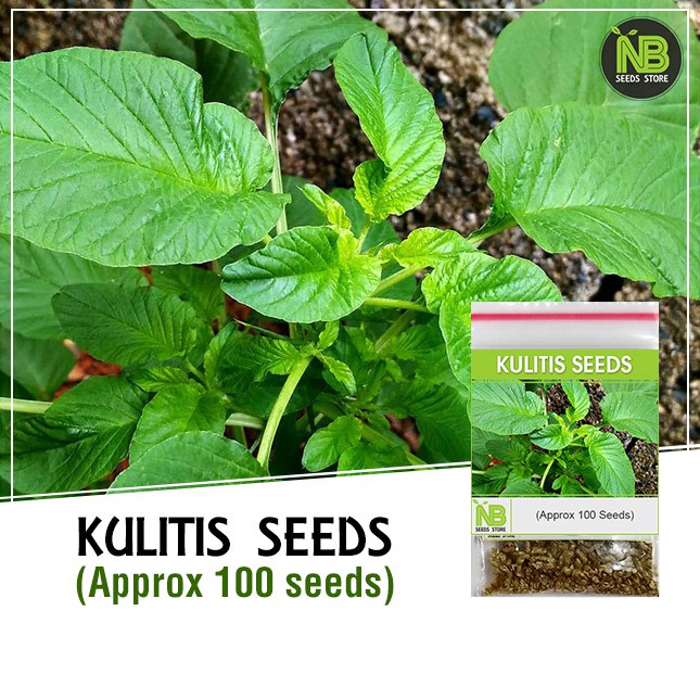 ☫Kulitis Seeds / Spinach (Approx 100 seeds) | Shopee Philippines