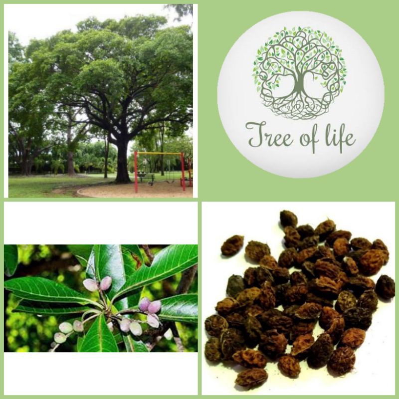 Kalumpit Tree Seeds ( 5 Seeds) | Shopee Philippines