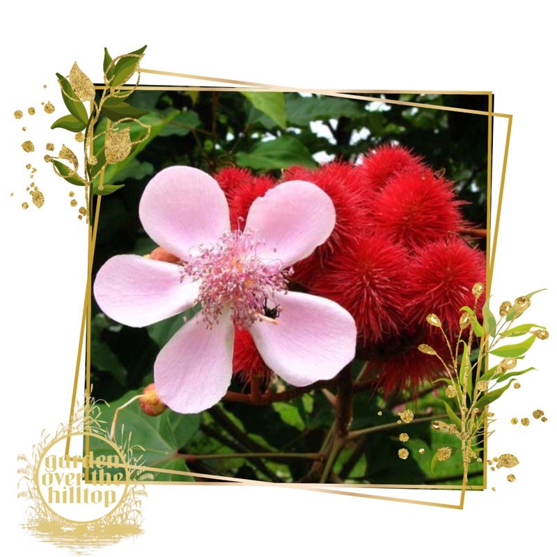 ∏ atsuete/achuete/annatto/achiote tree seeds - bright red variety for ...