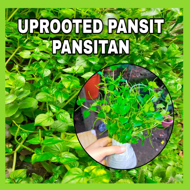 ℗PANSIT PANSITAN FRESHLY UPROOTED pampababa ng uric acid, gamot sa gout ...