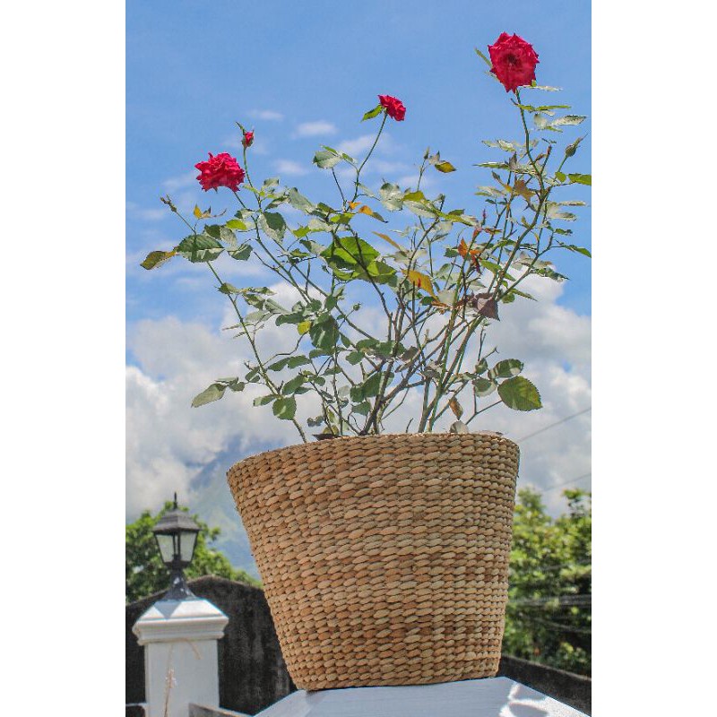 ℗Native Seagrass Planters Basket / Plant Pot (Bangkwan seagrass from ...