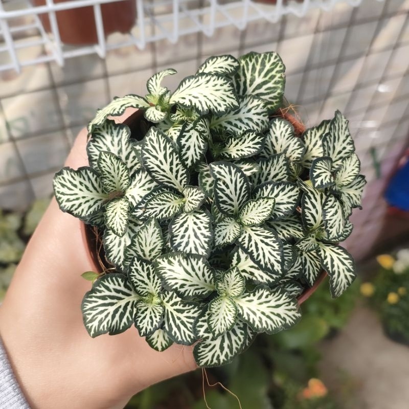 ♂rare fittonias (new arrivals) | Shopee Philippines