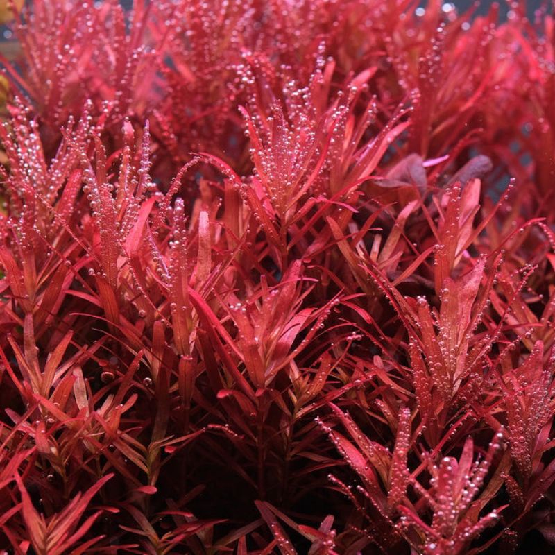 ⊕ ℗Rotala Blood Red (15 stems) | Shopee Philippines