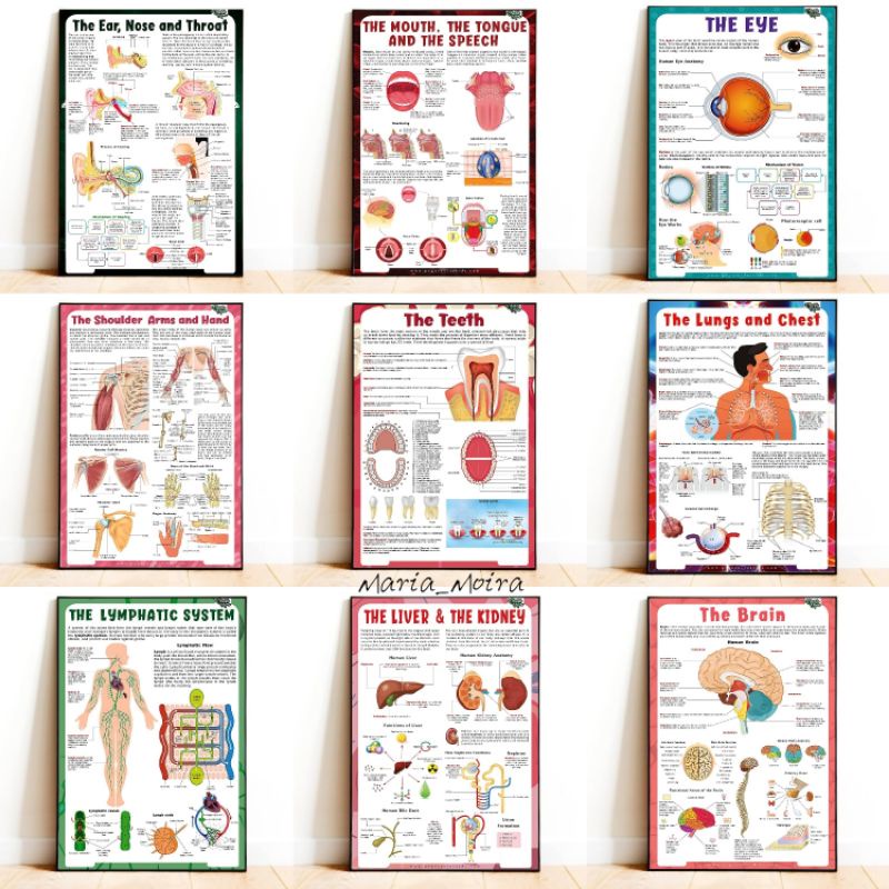 ☁☜Laminated Human Body/Parts Chart | A4 Size Laminated Educational Wall ...