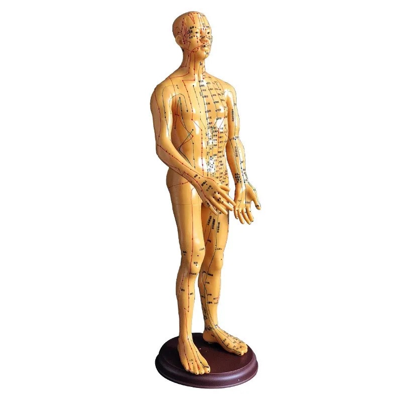 Meridian model human acupuncture point human body model 48/50cm Medical ...