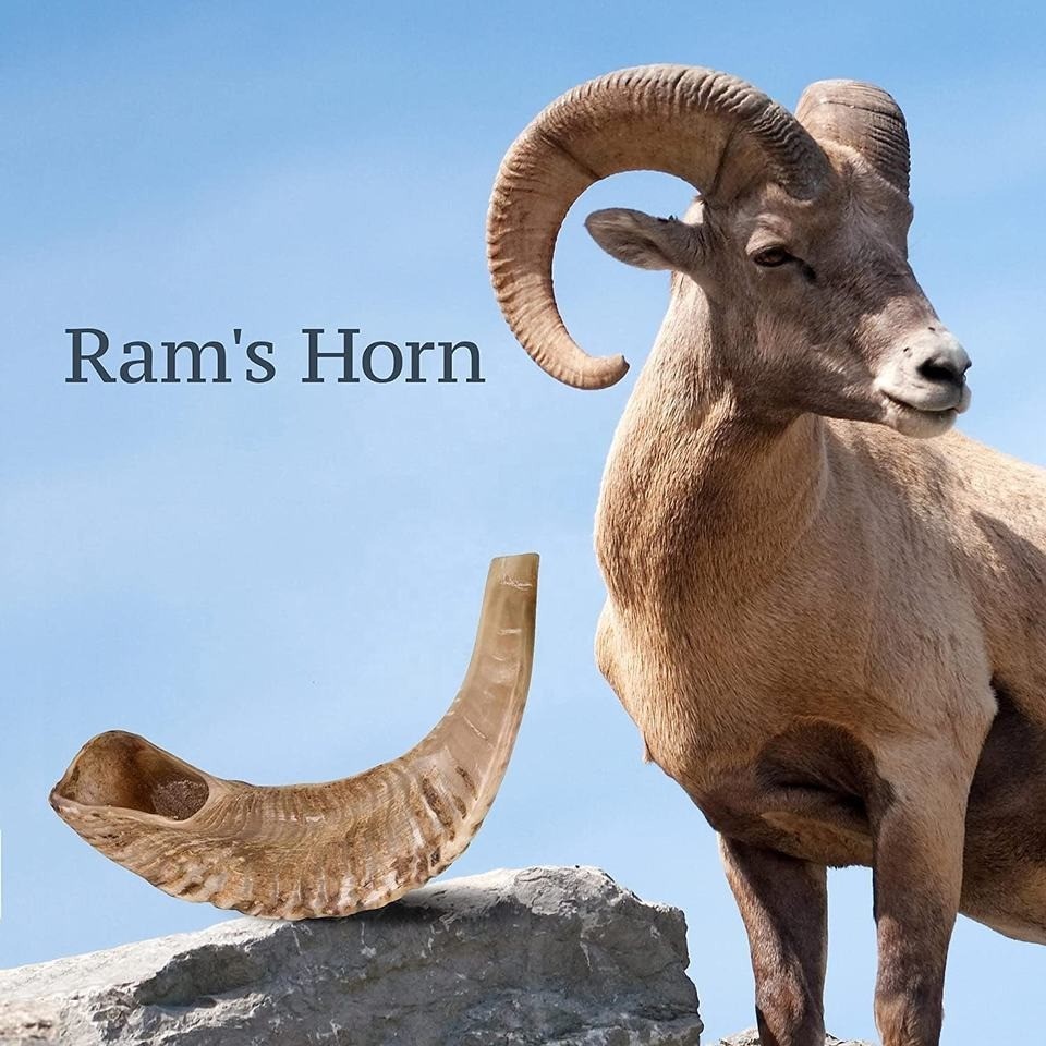 Natural Ram Shofar Horn For Jewish Religious Purposes Best Ram Shofar ...