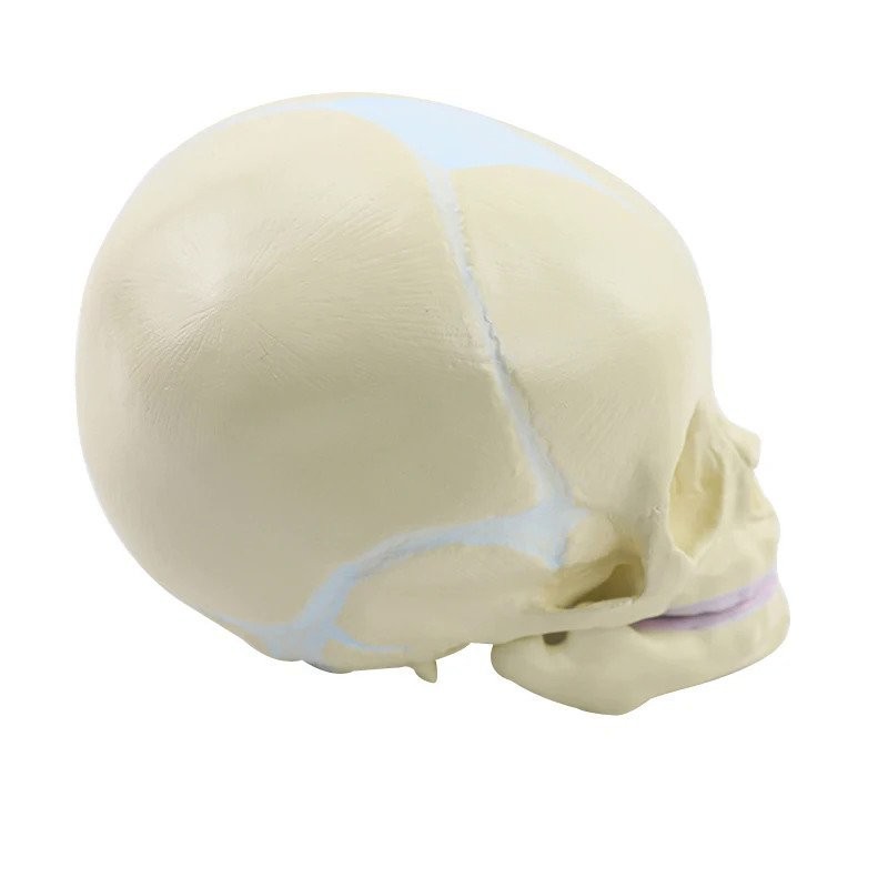 1:1 Human Fetal Baby Infant Anatomical Skull Anatomy Skeleton Model ...