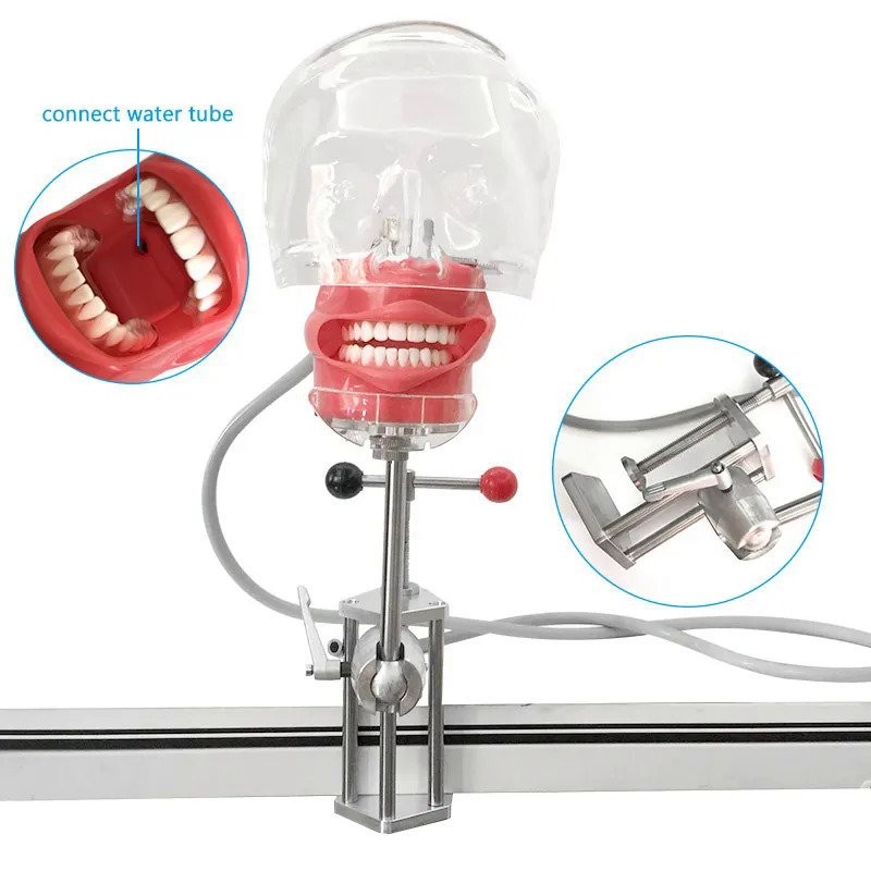 Dental Simulator Nissin Manikin Phantom Head Dental Phantom Head Model ...