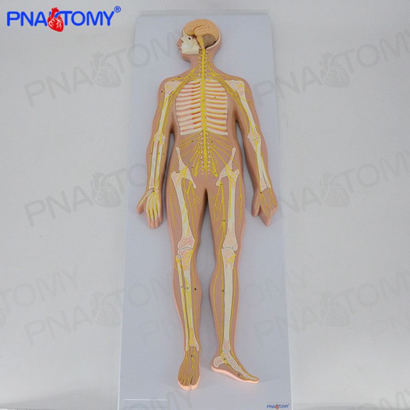 ☊Human Nervous System Model Brain Anatomy Spinal Nerves Skeleton ...