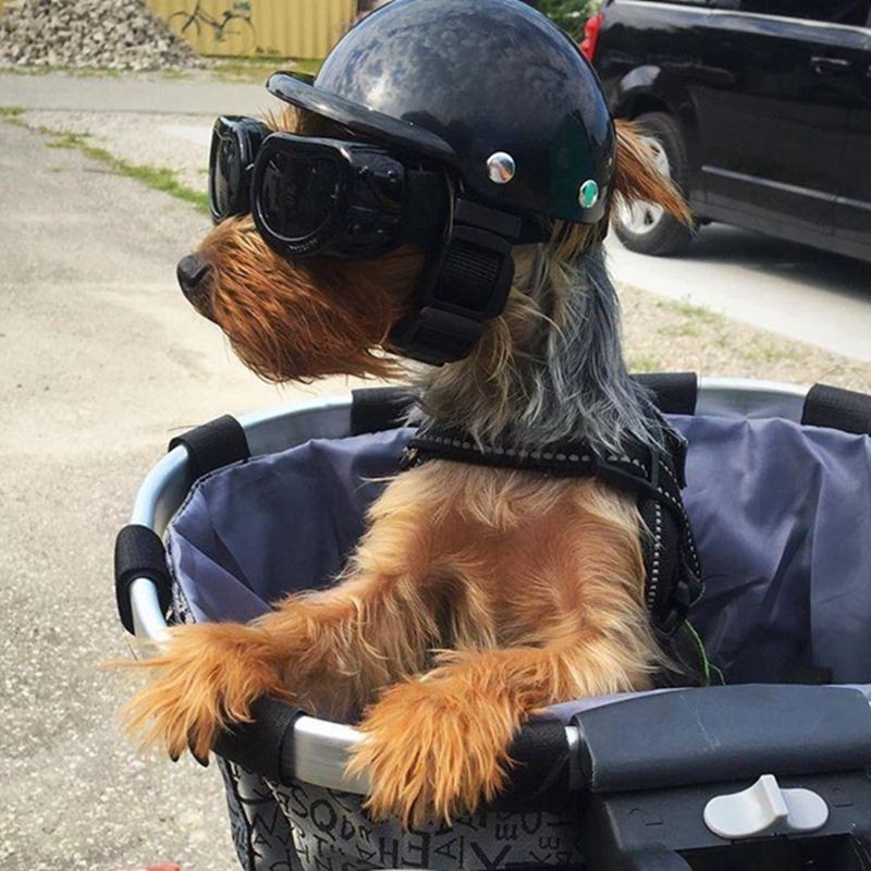 Pet Helmets Dog Cat Bicycle Motorcycle Helmet with Sunglasses Safety ...