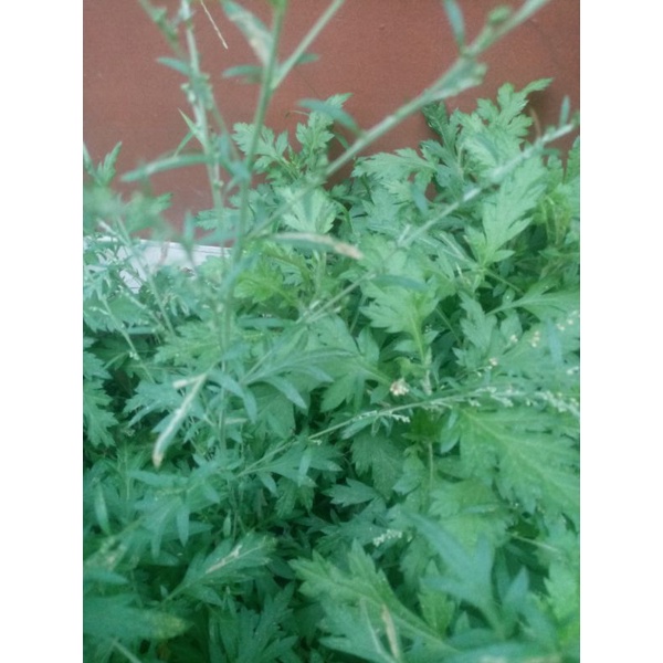 DAMONG MARIA FRESH AND DRIED 30LEAVES | Shopee Philippines