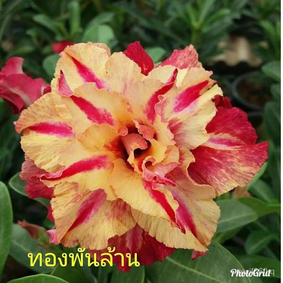11 Taiwan species Adenium seeds, desert rose seeds, desert rose, Queen ...