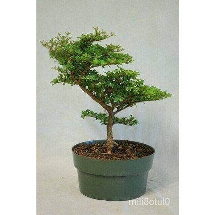 20. Terminalia ivorensis 100% genuine dwarf ear, 70-80% germination ...