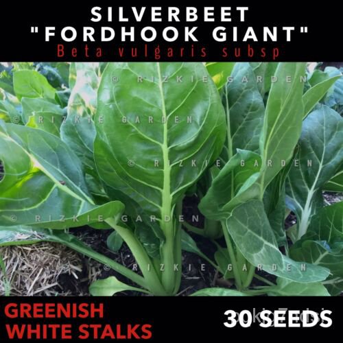 Silverbeet, Fordhook Giant, Beta vulgaris, Garden Leaf Vegetable x 30+ Seeds NCW3 | Shopee ...