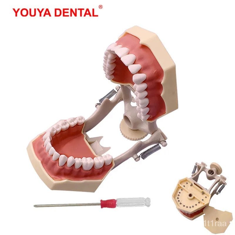 Dental Teaching Model With Removable Tooth Typodont Teeth Model For ...