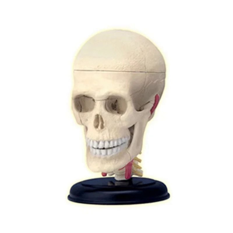 4d Skull Human Anatomical Anatomy Model Replica Skull Bone Brain Body ...