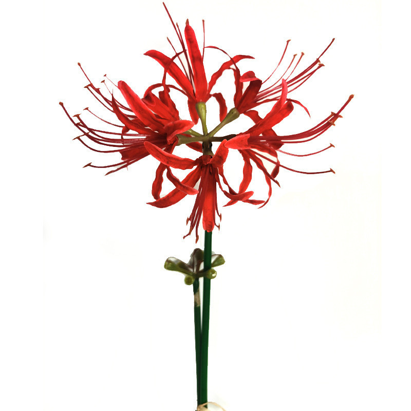 -1PC Beautiful Red Spider Lily Stems Artificial Higan Flower Long ...