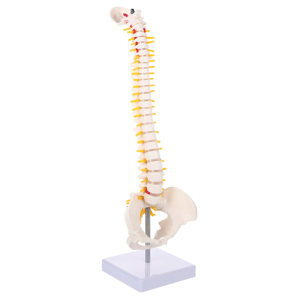 ⊹Spine Model with Practice Tailbone Human Body Medical Training Anatomy ...