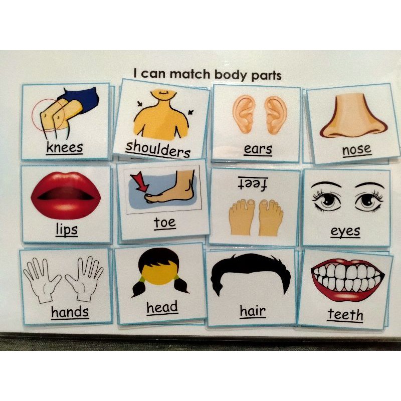 Interactive Laminated Matching and Identifying Parts of the Body ...