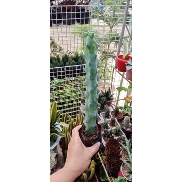 bobsie cactus collection(tall and big) | Shopee Philippines