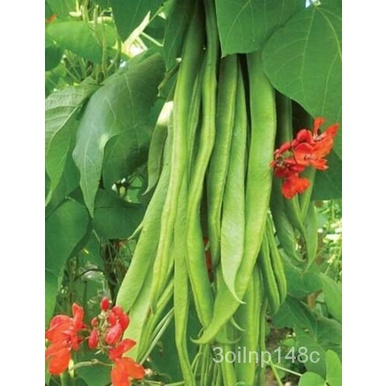 Runner Bean Firestorm Climbing Self Fertile Vegetable Garden Allotment ...
