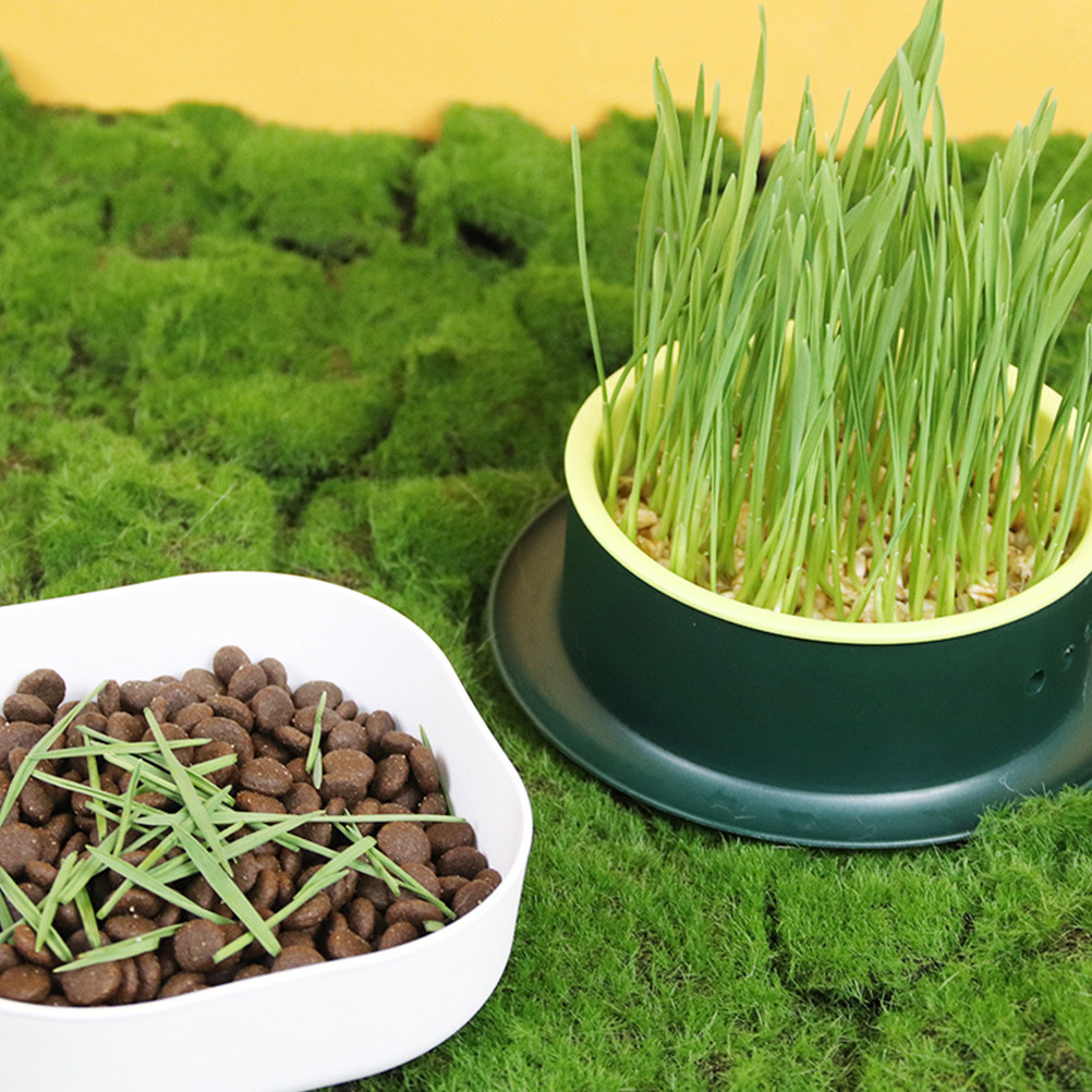 Soilless Hydroponic Cat Grass Seed Box Set Catnip Nursery Planter Plant ...