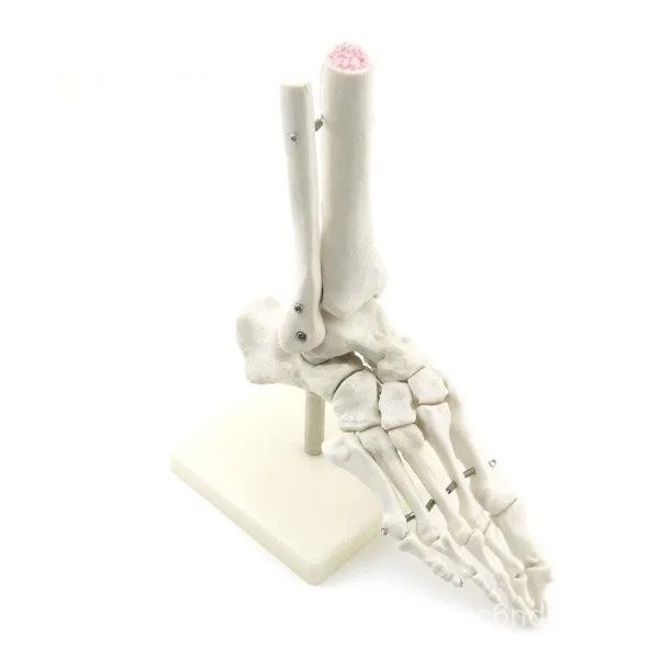 Human Foot Joint Model,Anatomical model of foot,Foot bone model ...