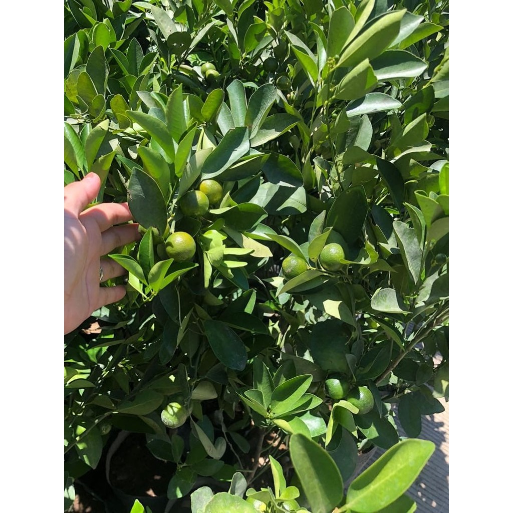 Kalamansi Plant (may BUNGA na) with FREE white plastic pot, pebbles and ...