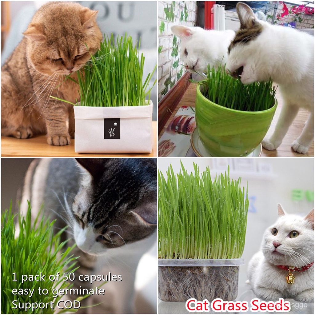 Cat Grass Oat Seeds 50 Seeds Flower Plant Bonsai Seeds for Planting ...