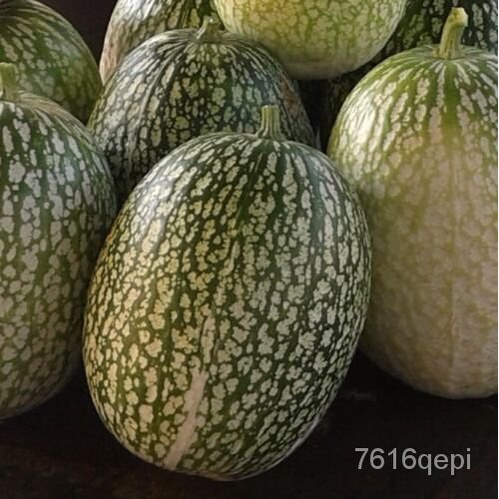 Shark Fin Melon (Malabar Gourd, FigLeaf Gourd, Chinese Kumra, Kodu) 12 ...